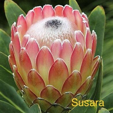 Protea ‘Susara’: Unveiling the Smoky Elegance of the ‘Susara’ – Bonte Farm