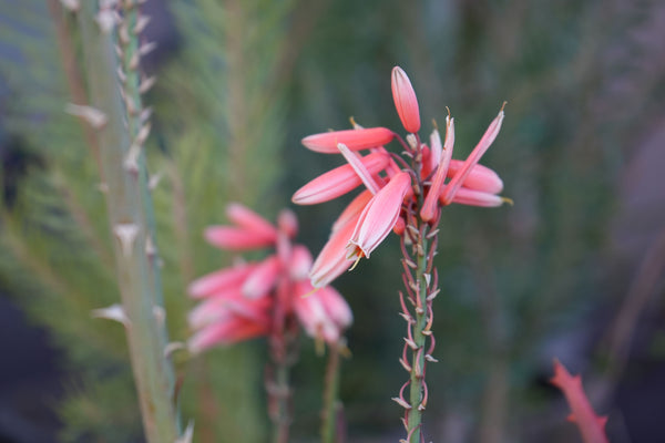 💖 Aloe 'Safari Rose': Compact Beauty with Winter Rose-Pink Blooms ...