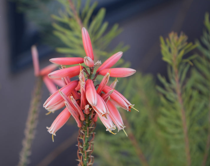 💖 Aloe 'Safari Rose': Compact Beauty with Winter Rose-Pink Blooms ...