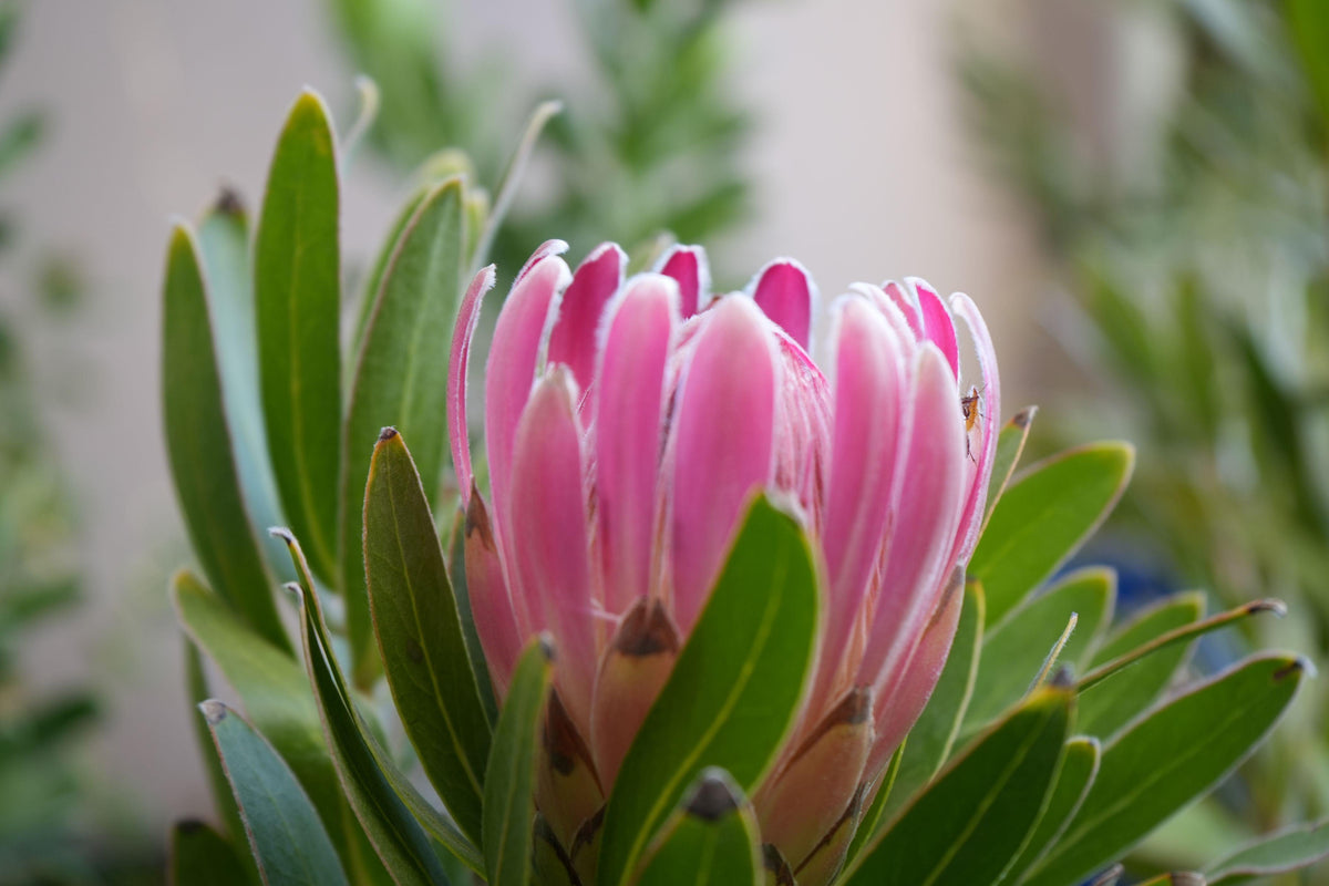 Protea 'Trish Compacta': Vibrant Pink Flowering Protea Plant – Bonte Farm