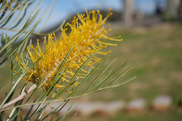 Grevillea 'Sandra Gordon' - showy large yellow blooms – Bonte Farm