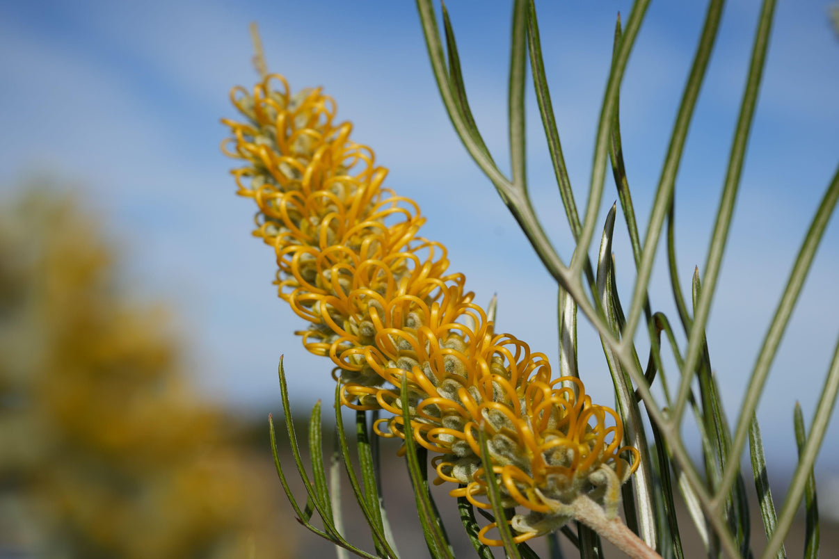Grevillea 'Sandra Gordon' - showy large yellow blooms – Bonte Farm