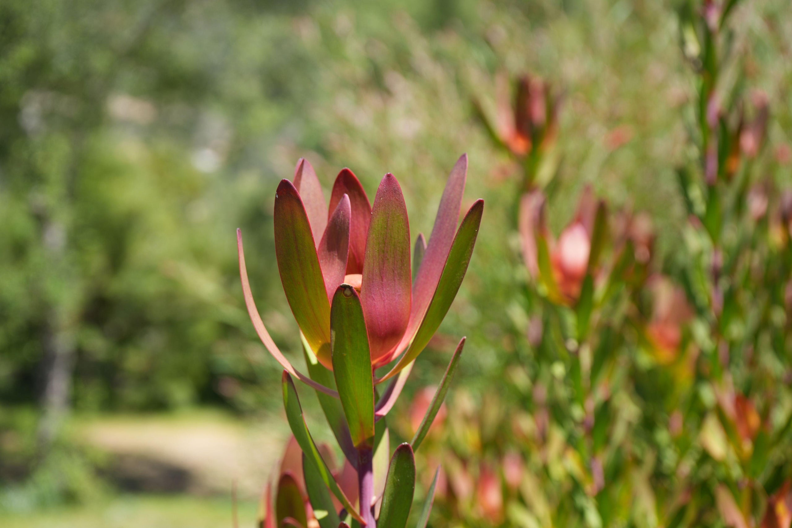 Leucadendron 'Safari Sunset': burgundy foliage protea plant – Bonte Farm