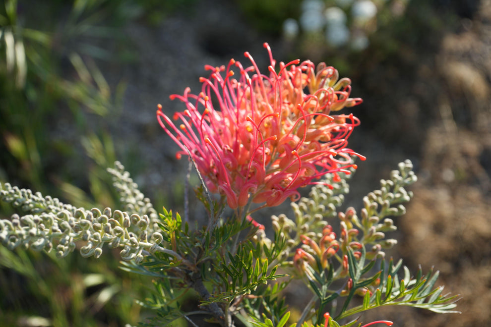 Grevillea ‘Ned Kelly’: A Striking Australian Native Bursting with Red ...
