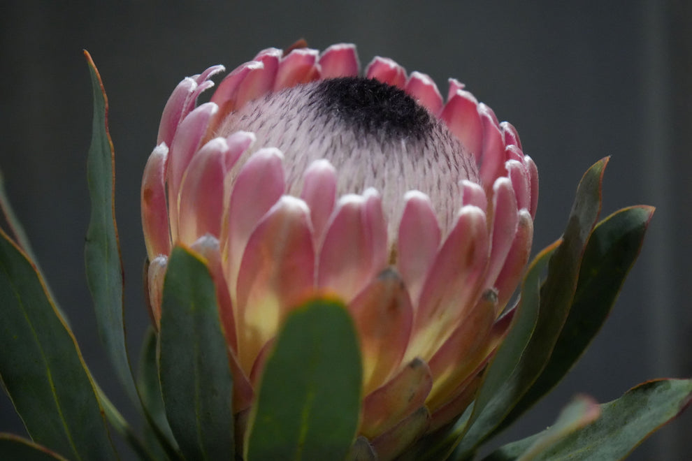 Protea ‘Susara’: Unveiling the Smoky Elegance of the ‘Susara’ – Bonte Farm