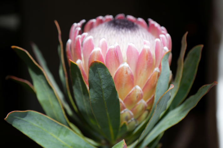 Protea ‘Susara’: Unveiling the Smoky Elegance of the ‘Susara’ – Bonte Farm