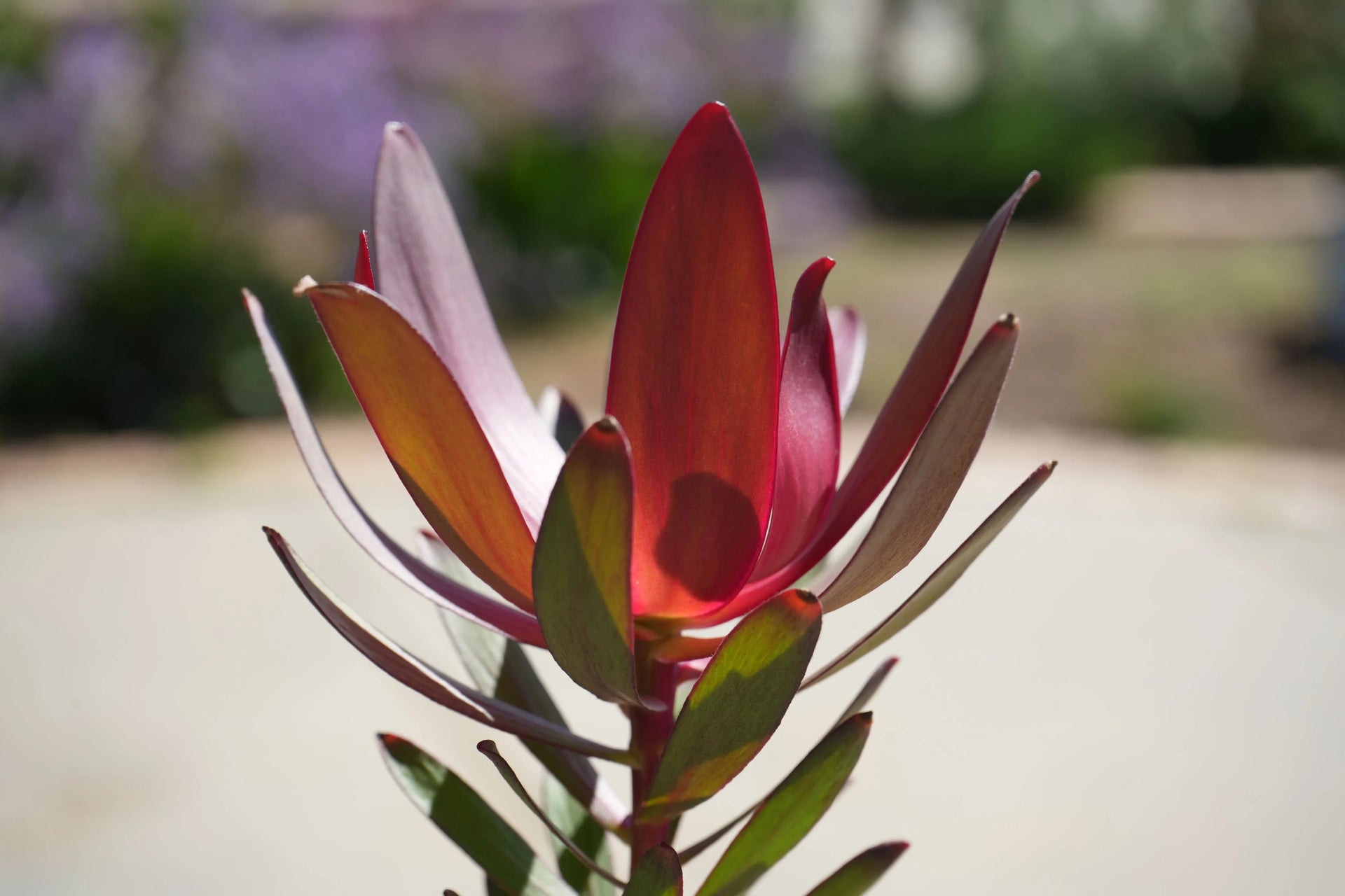 Leucadendron 'Safari Sunset': burgundy foliage protea plant – Bonte Farm