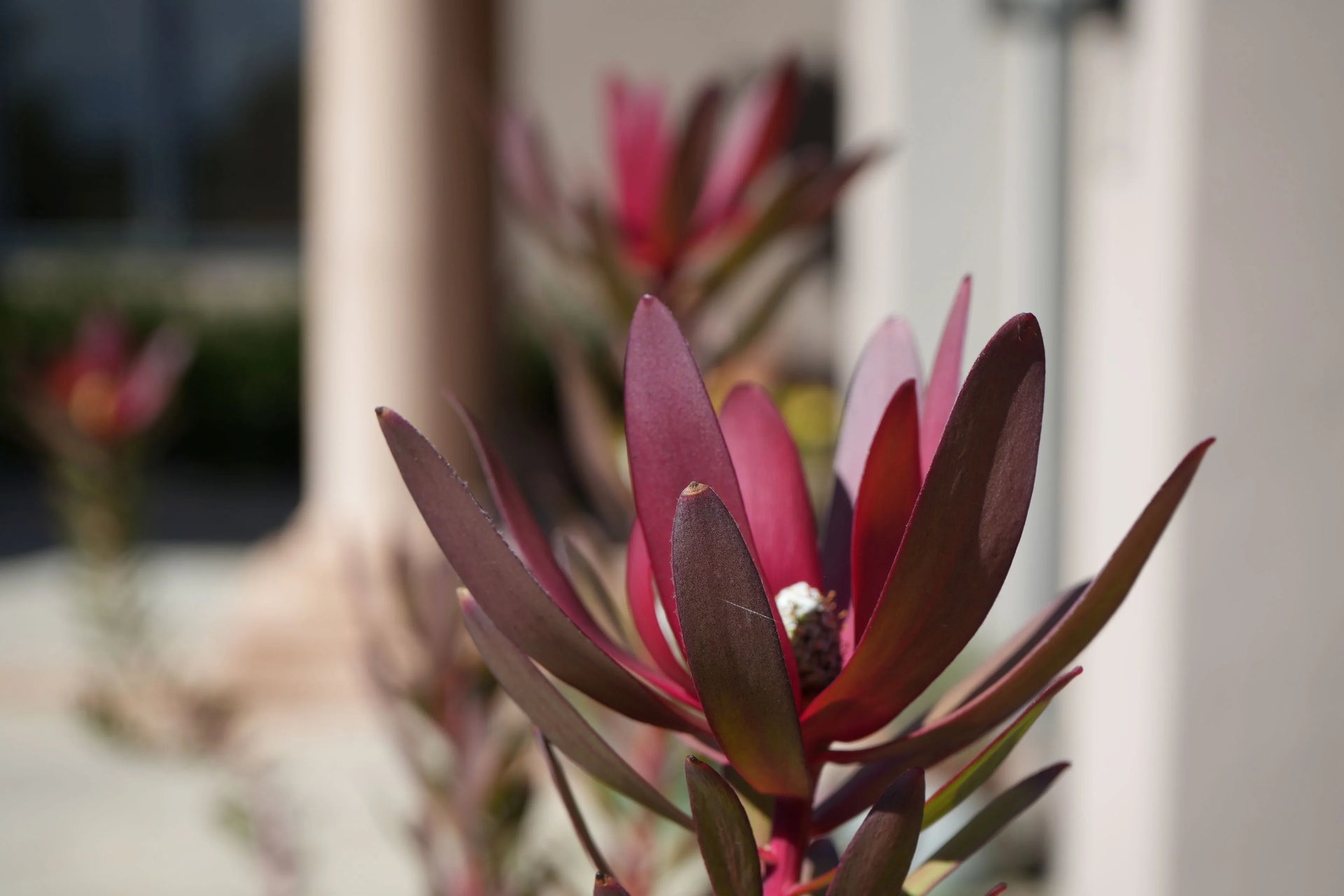 Leucadendron 'Safari Sunset': burgundy foliage protea plant – Bonte Farm