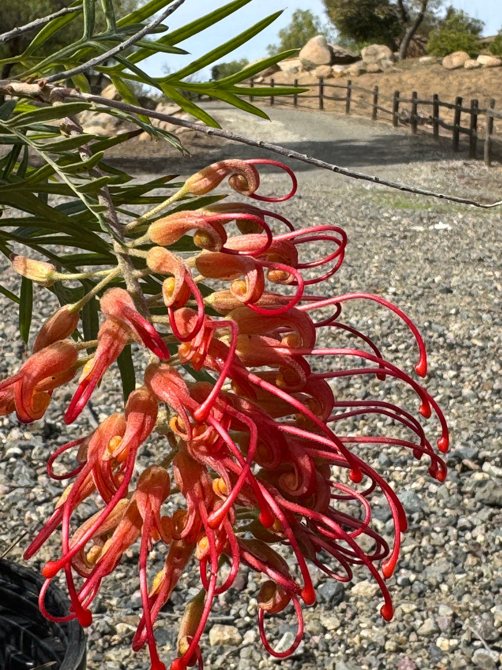 Grevillea Robyn Gordon: A Fiery Display of Color for Your Garden ...