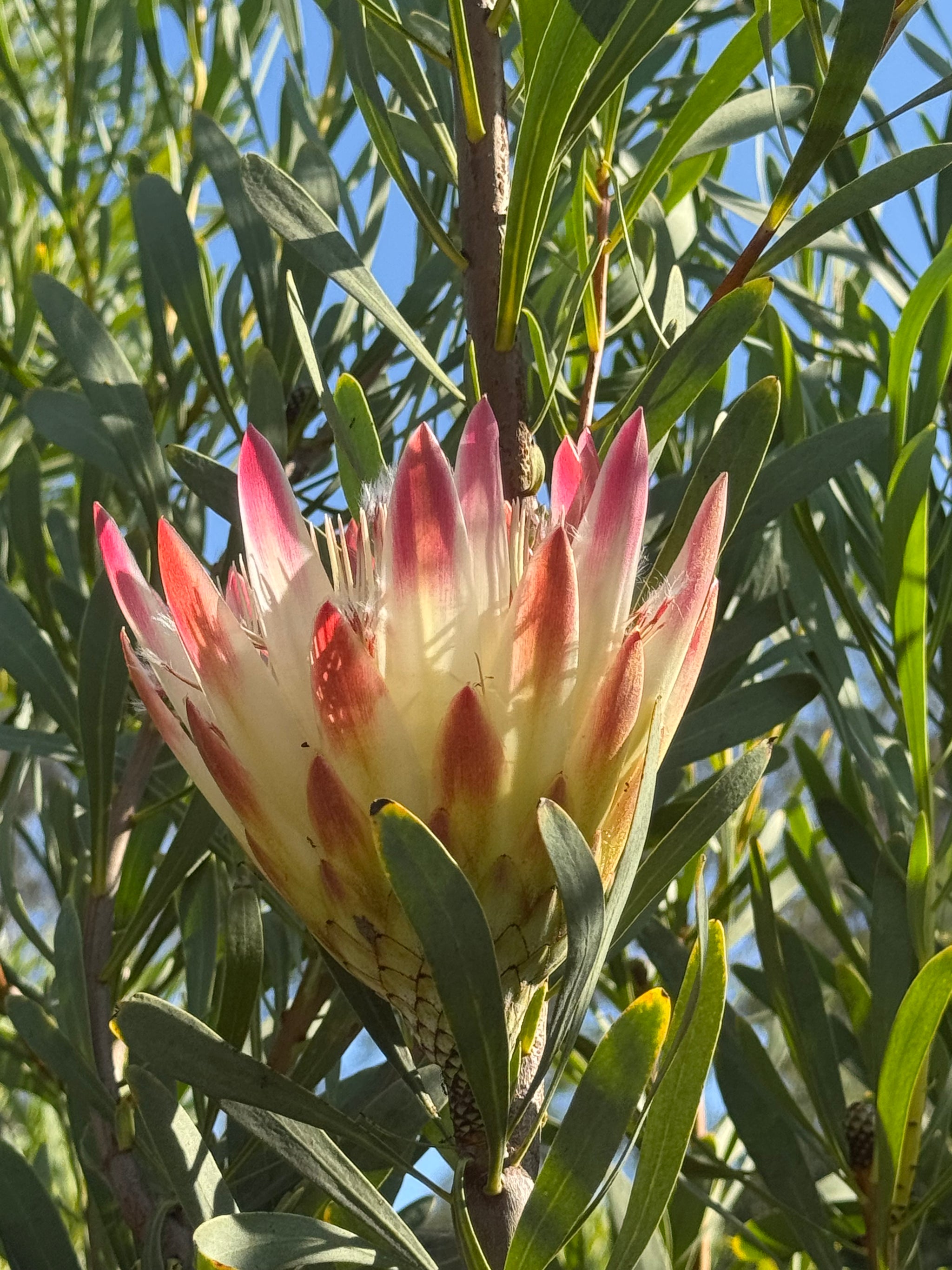 Protea repens: A Versatile South African Gem, A Spiky Sensation – Bonte Farm