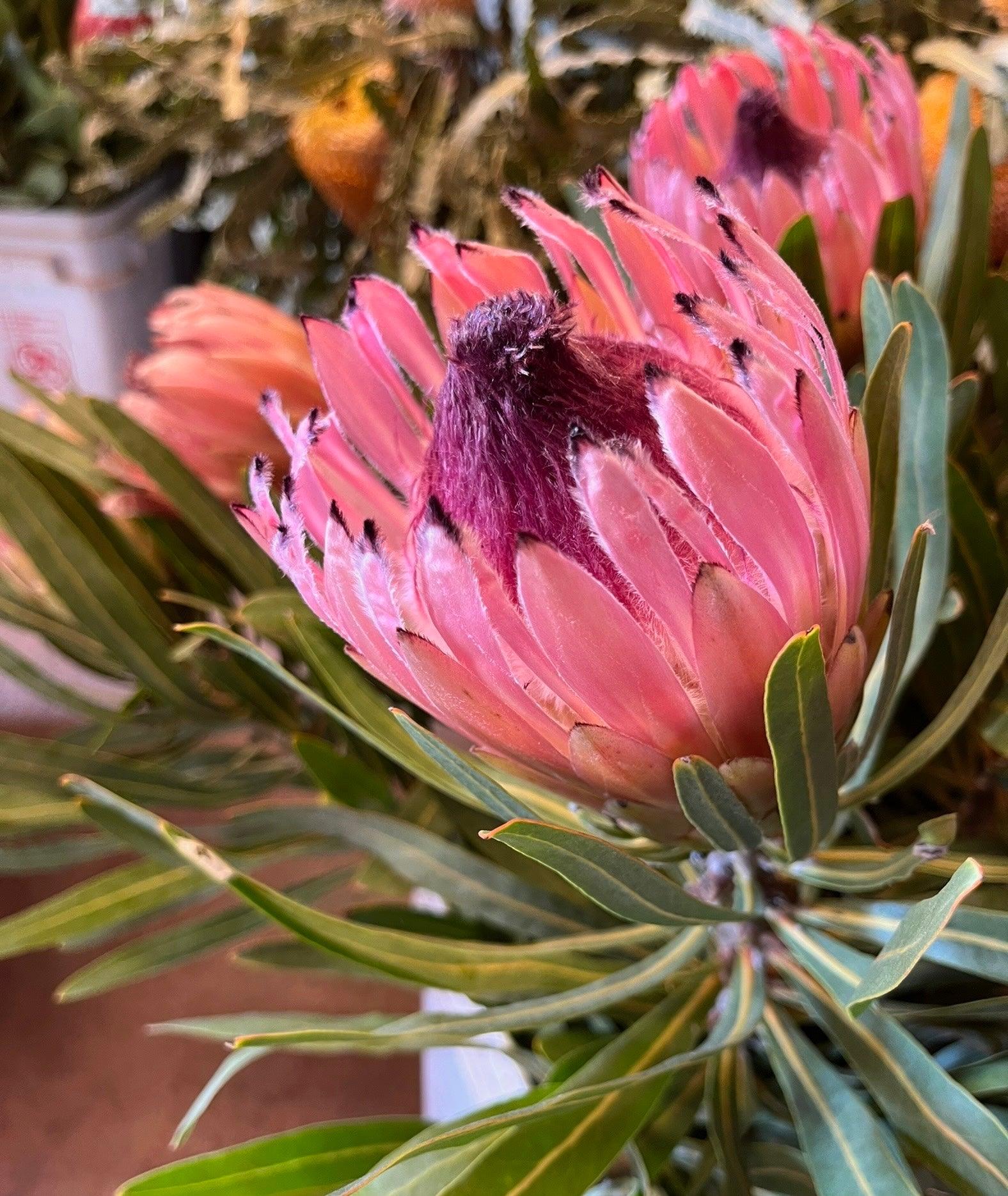 Protea longifolia: Unleash Dramatic Beauty with the Strap-Leaf Protea ...