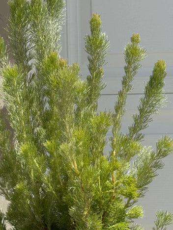 Leucadendron 'Safari Sunset': burgundy foliage protea plant – Bonte Farm