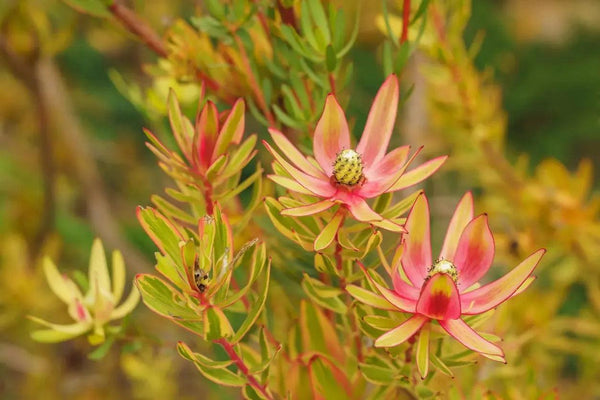 Leucadendron 'Jester': Colorful Charm Foliage, Multicolored Booms – Bonte Farm