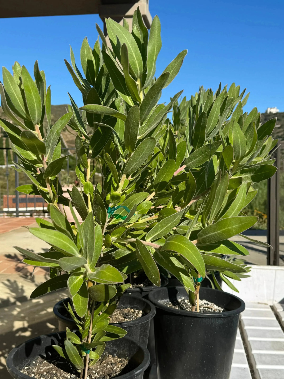 Protea 'Trish Compacta': Vibrant Pink Flowering Protea Plant – Bonte Farm